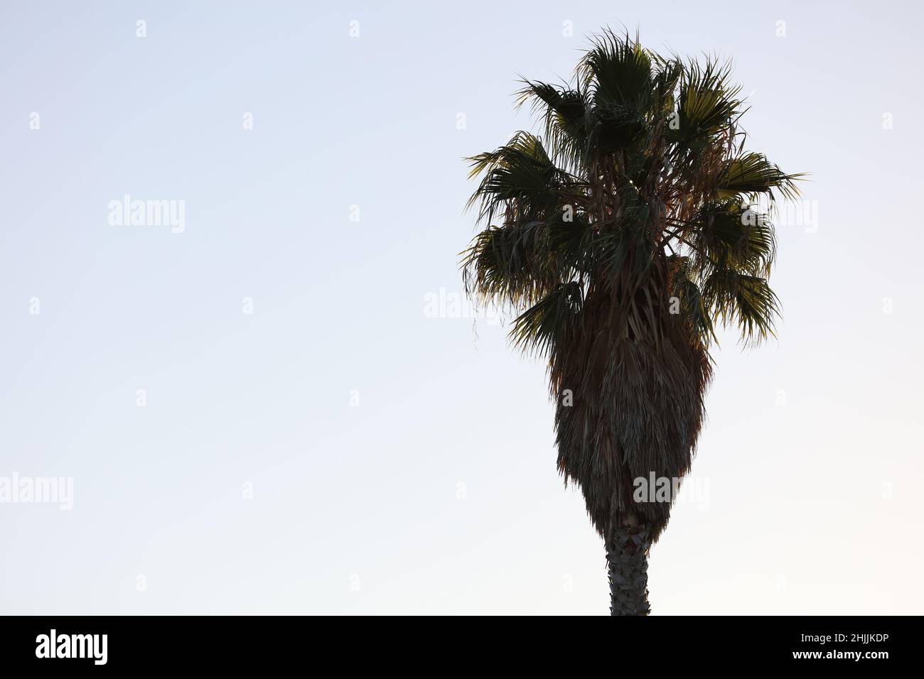 Top of tall and narrow palm tree seen against the sky Stock Photo - Alamy