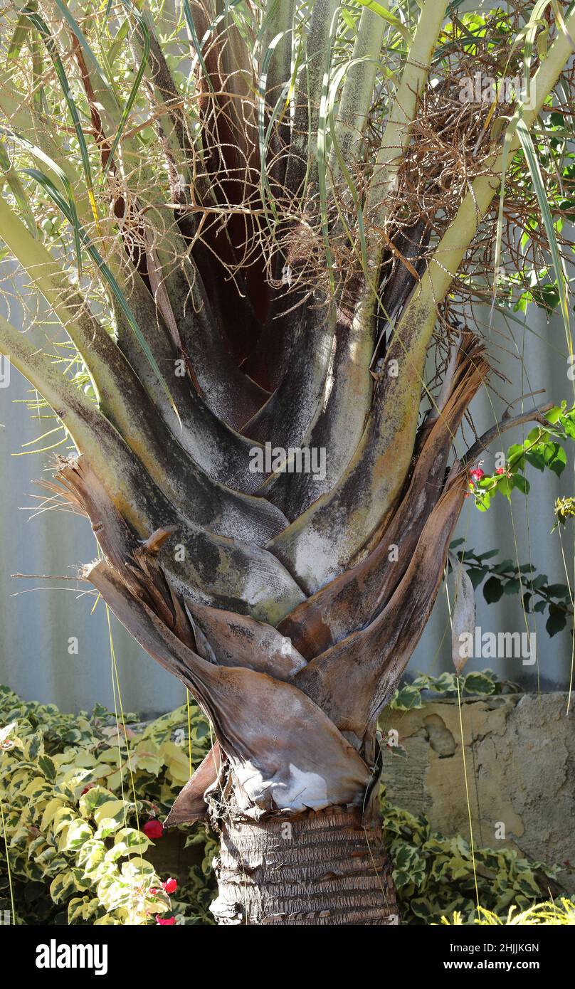 Overlapping leaf shapes hi-res stock photography and images - Alamy