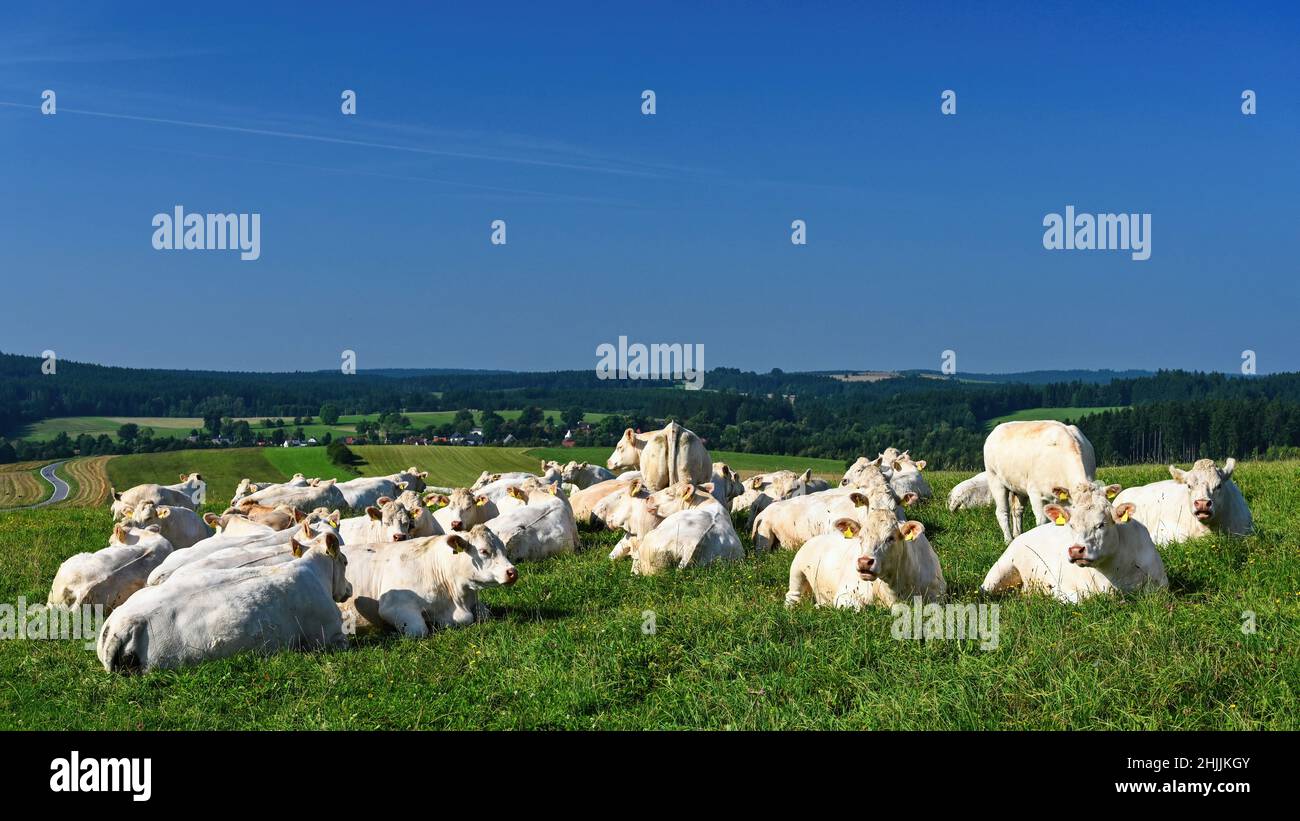 Herd of cows on a green field with blue sky and sun. Colorful nature ...