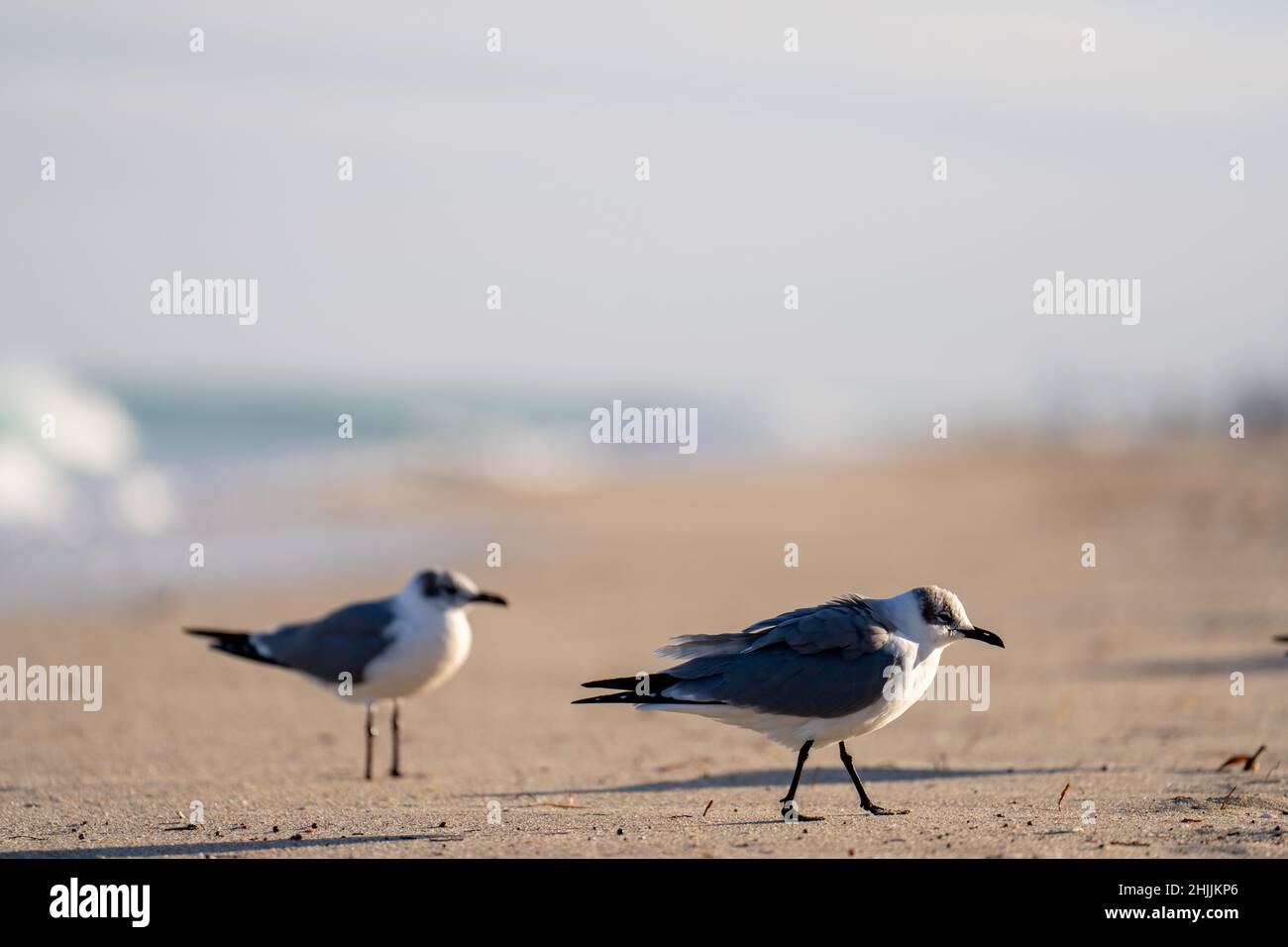 Photo of seagulls hi-res stock photography and images - Alamy