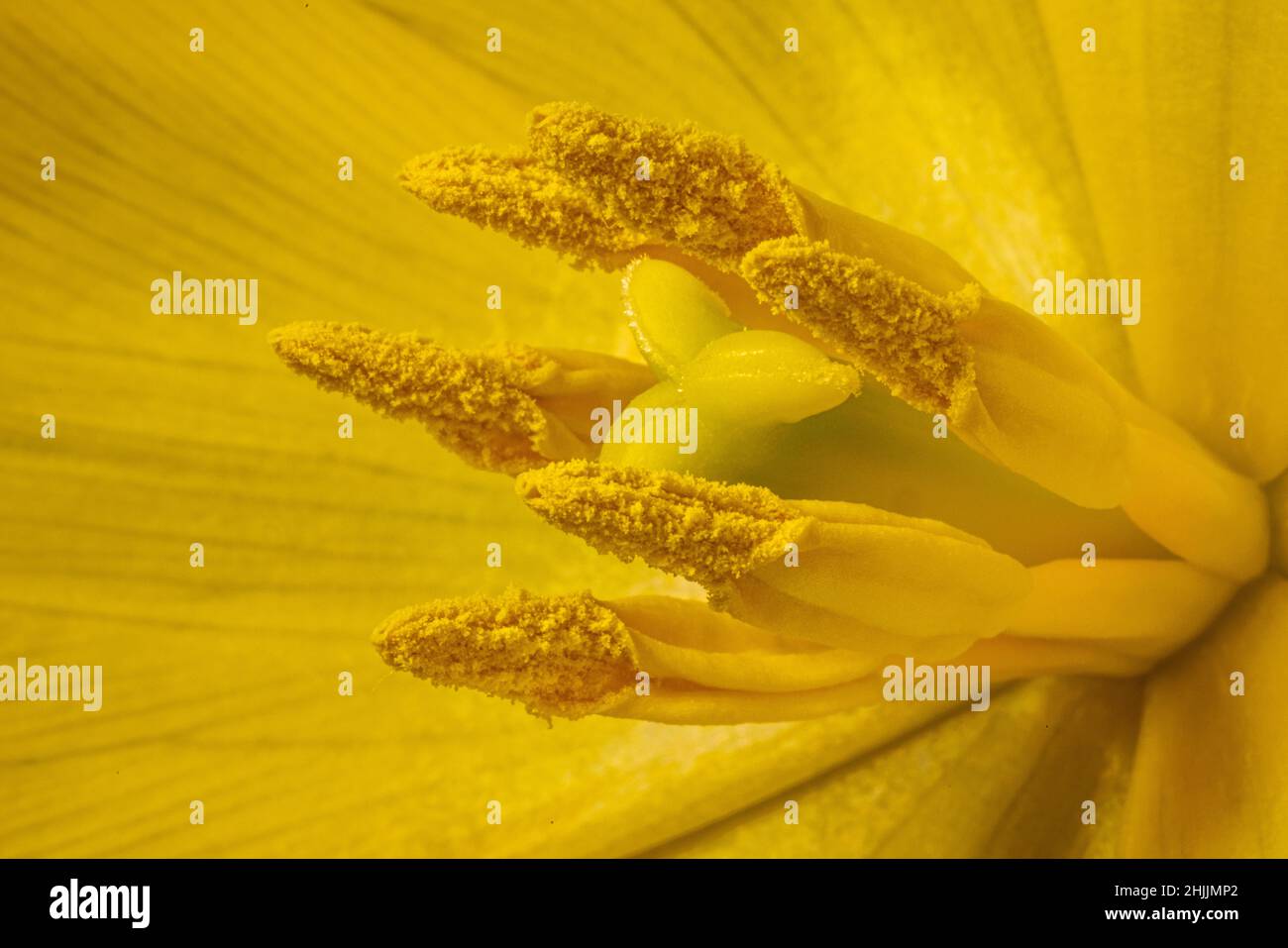 Anatomy of pistil hi-res stock photography and images - Alamy