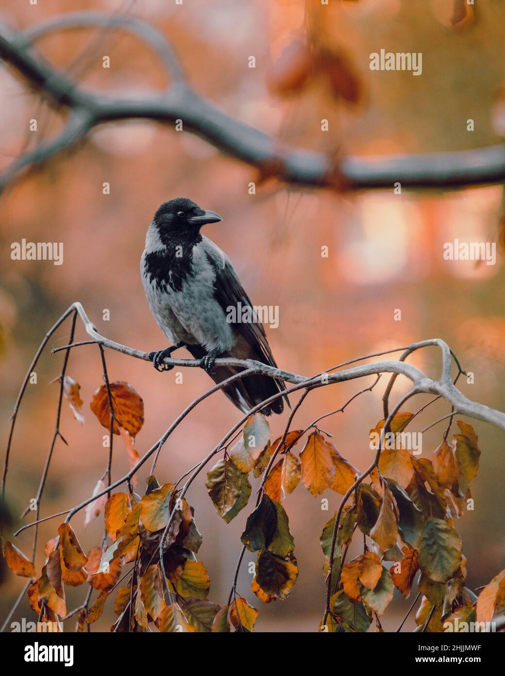 Vertical shot of a beautiful crow sitting alone on a tree branch Stock Photo - Alamy