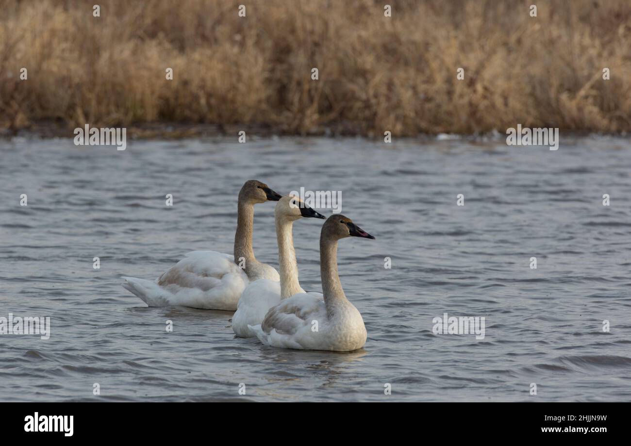 Heads in a line, three swans look to right side, watching in common ...