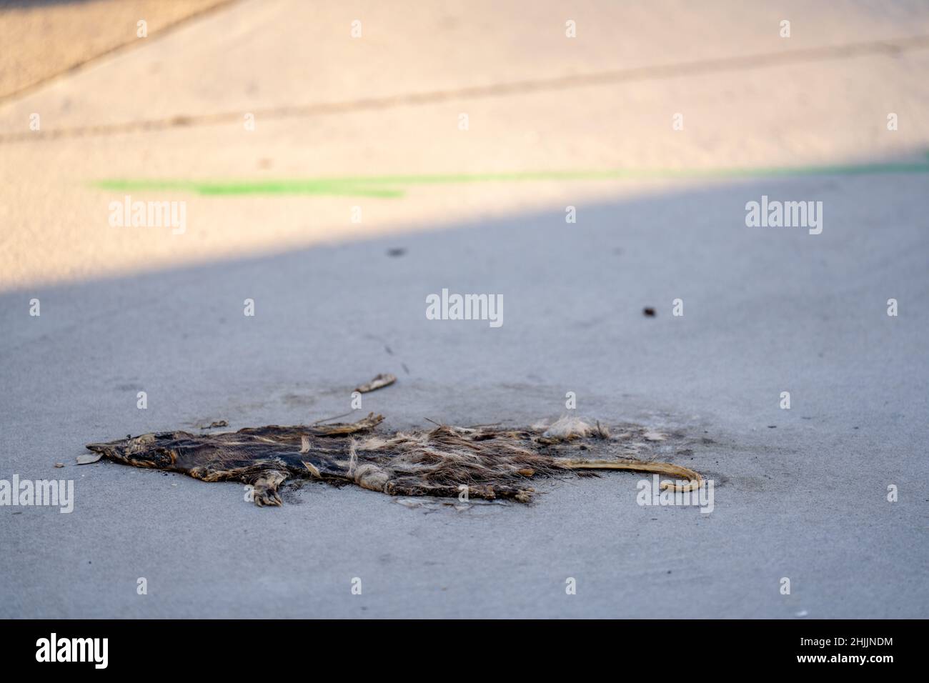 Photo of roadkill rat on the road Stock Photo - Alamy
