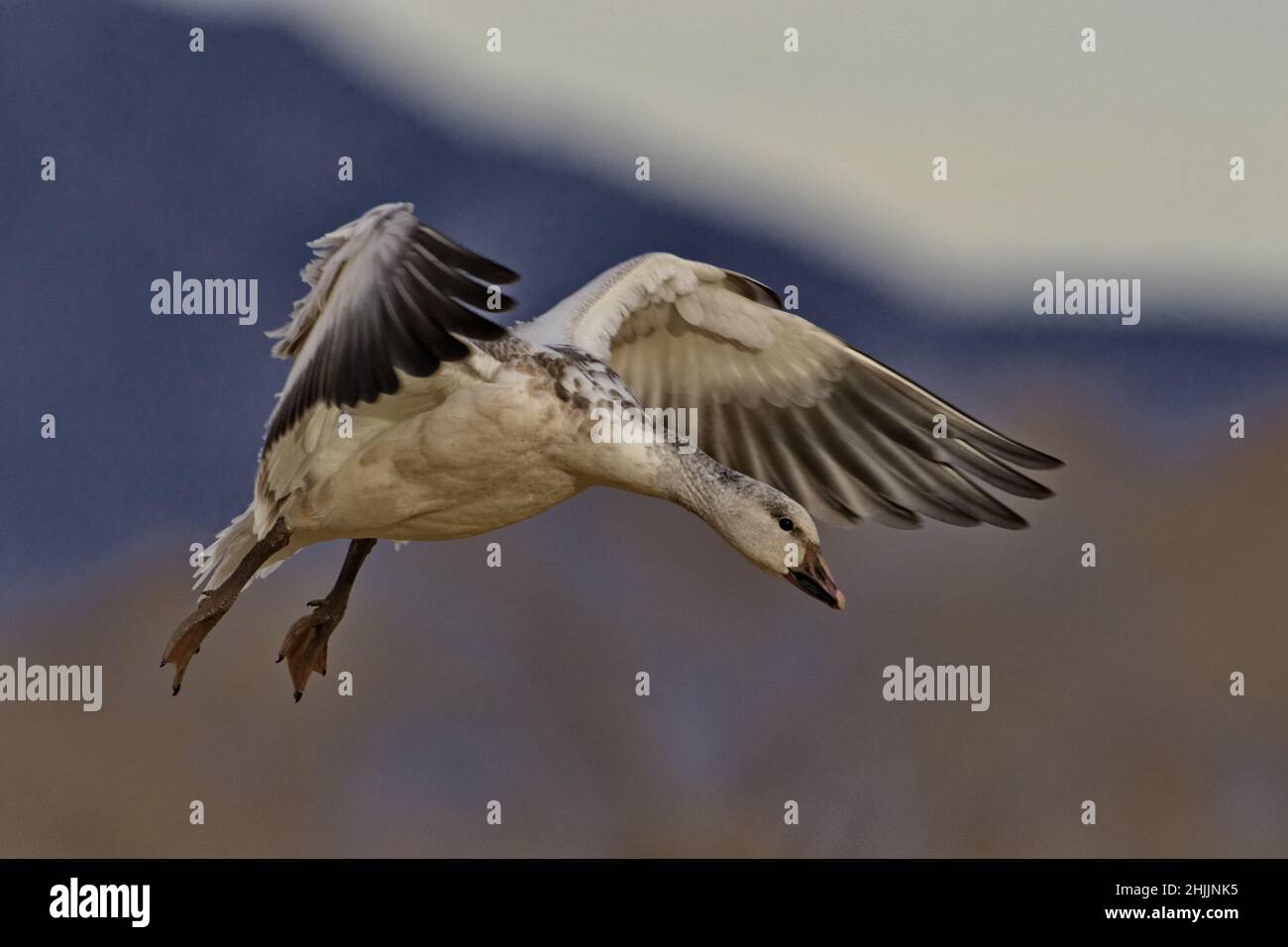 Close up of snow goose, wings open and legs down, dropping from sky to ...