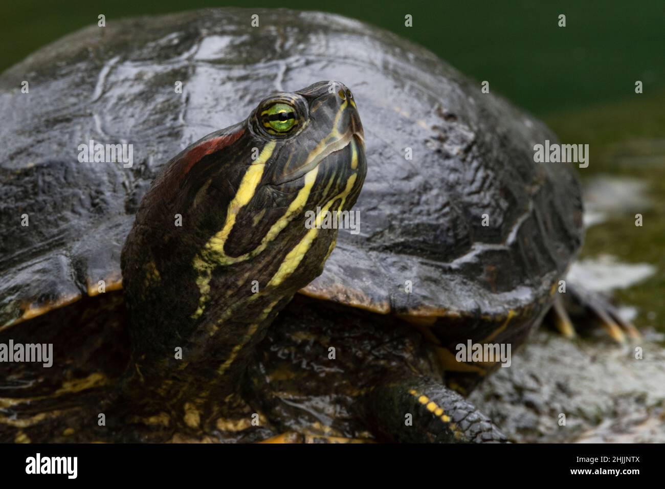 Close up of freshwater red eared pond slider with green eyes and yellow ...
