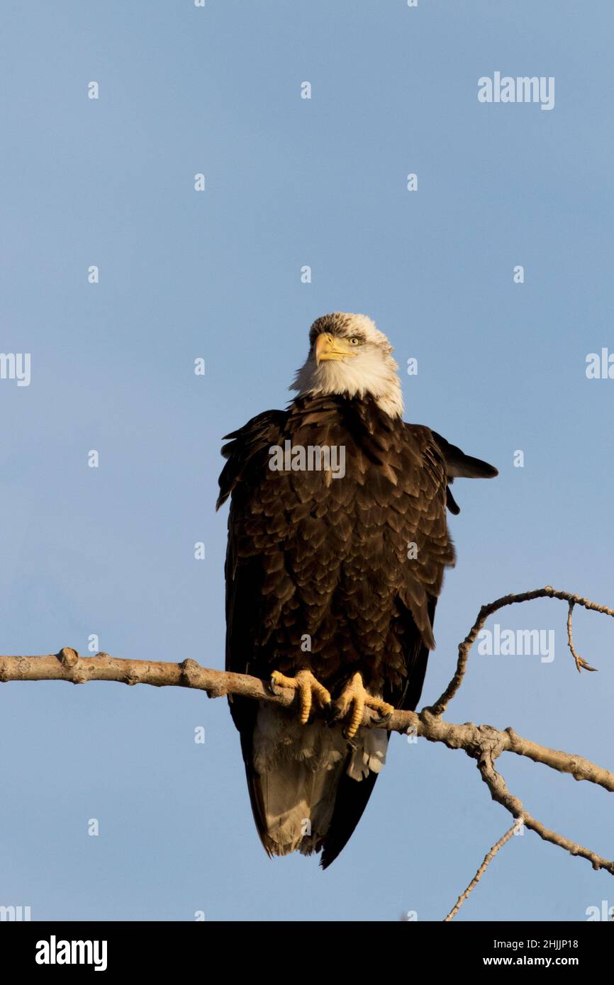 American Bald Eagle with windblown feathers perched at Loess Bluffs ...