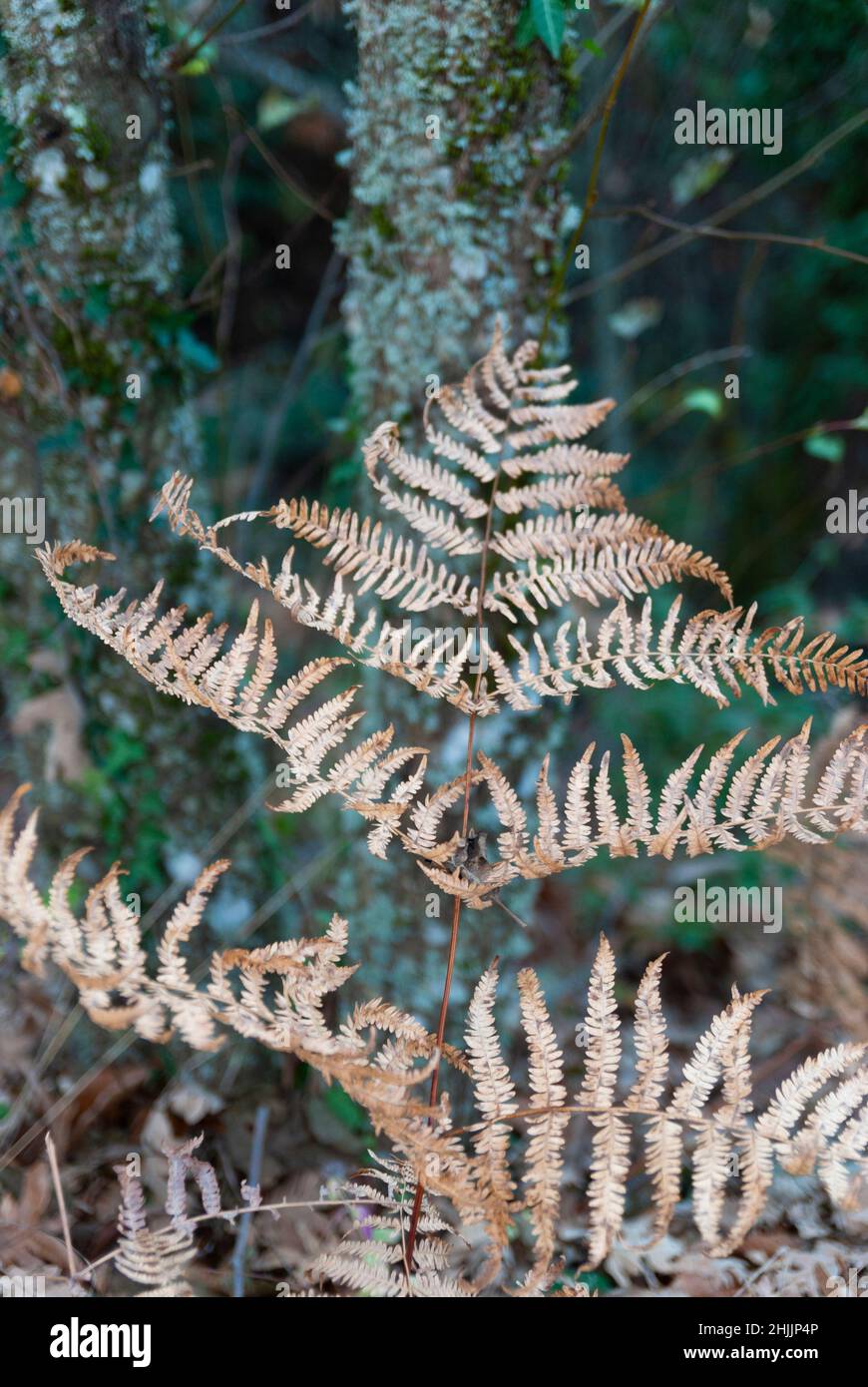 Dry fern leaf in winter with green background. Taxon Filicopsida ...