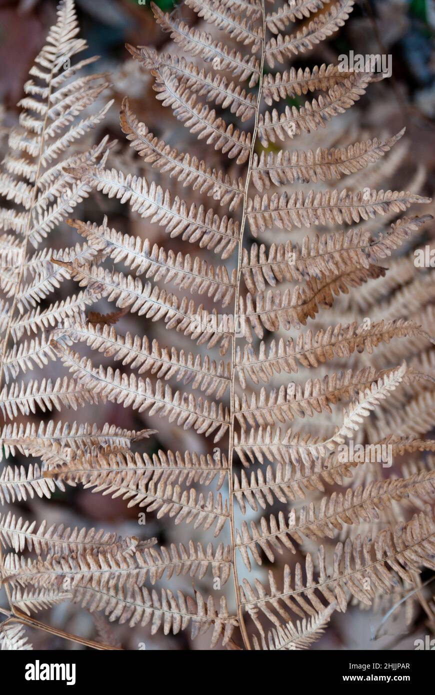 Dry fern leaf in winter. Taxon Filicopsida, Pterophyta, Filicinae or ...