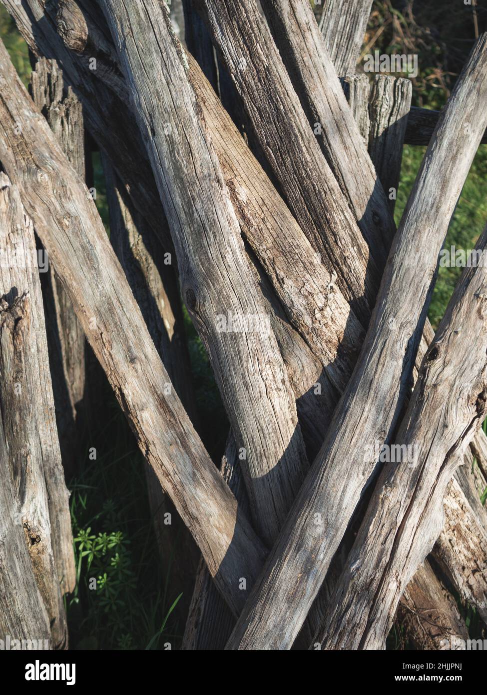 Closed plane dry tree trunks Stock Photo - Alamy