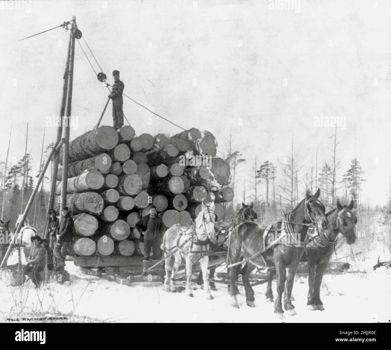 Logging in Minnesota - 1895 Stock Photo - Alamy