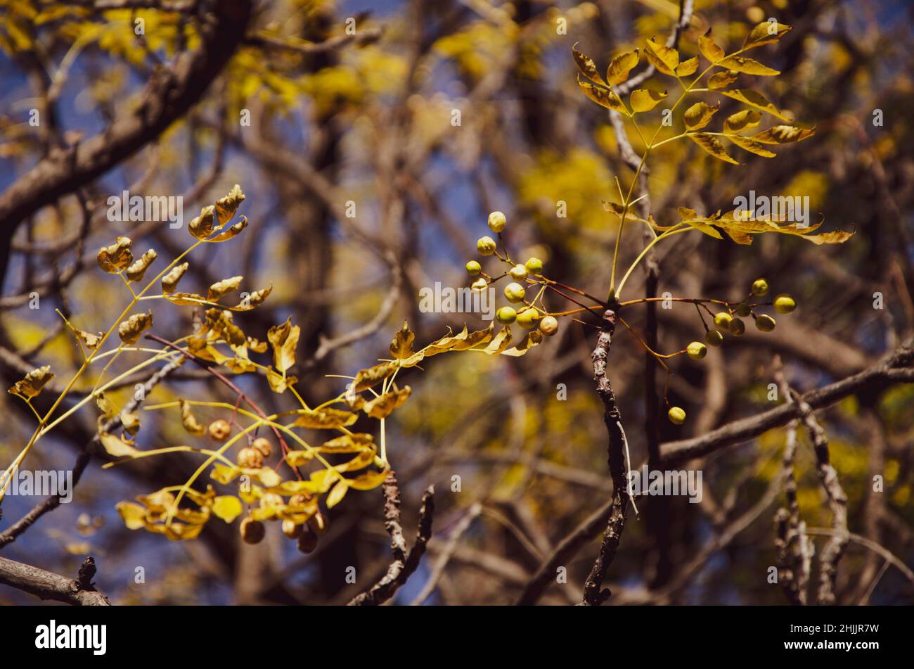 Beautiful Autumn gold foliage, forest background Landscape Stock Photo ...
