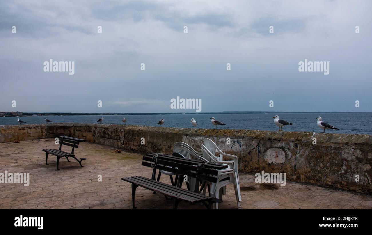 Seagull crowd in Gallipoli, only population in the streets during the ...