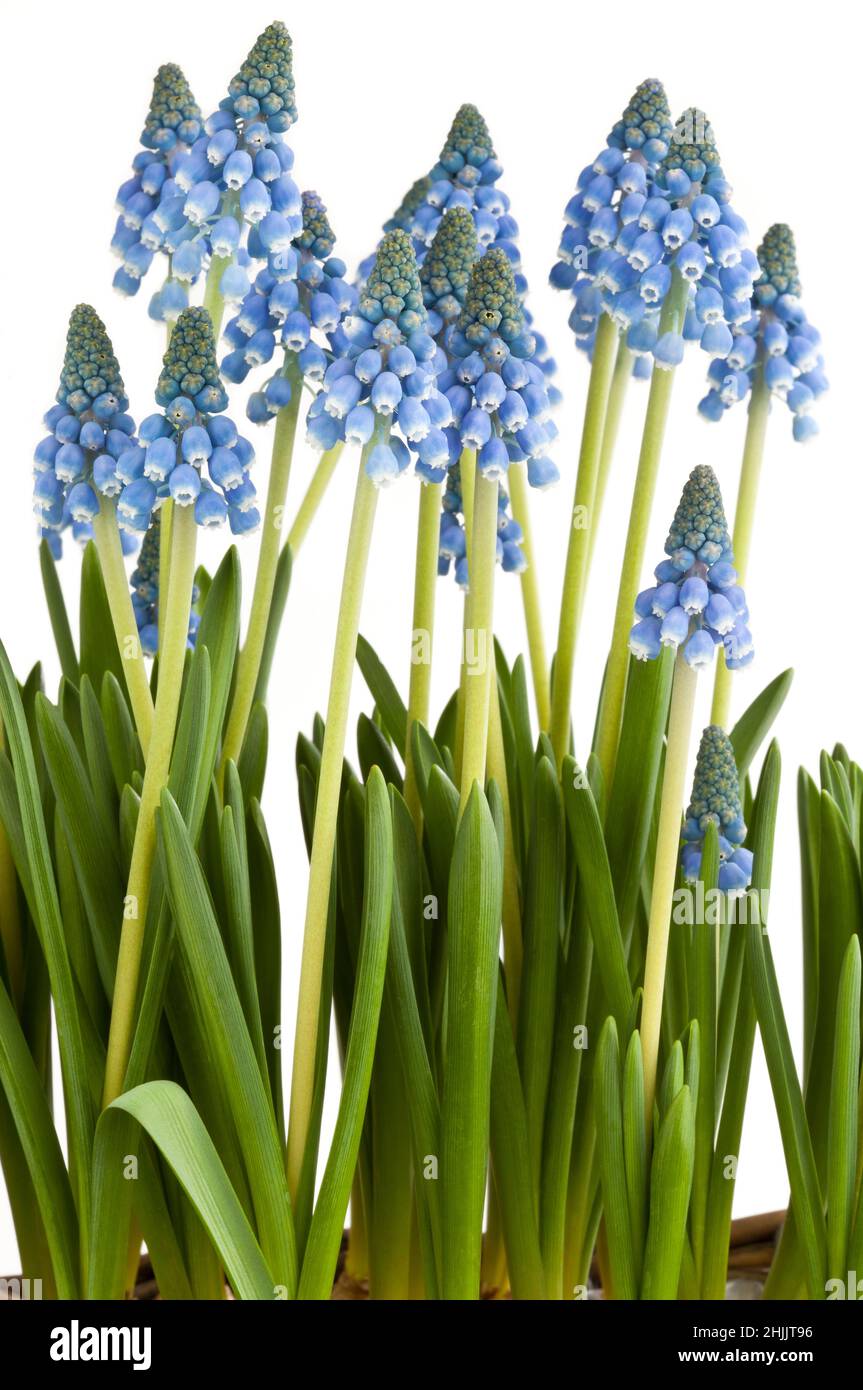 Muscari flowers (Grape Hyacinth Stock Photo - Alamy