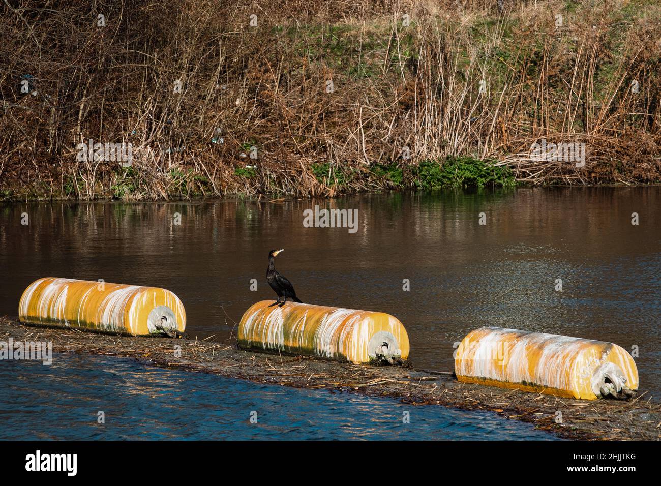 Slough, UK. 29th January, 2022. A cormorant sits on a boom across the ...