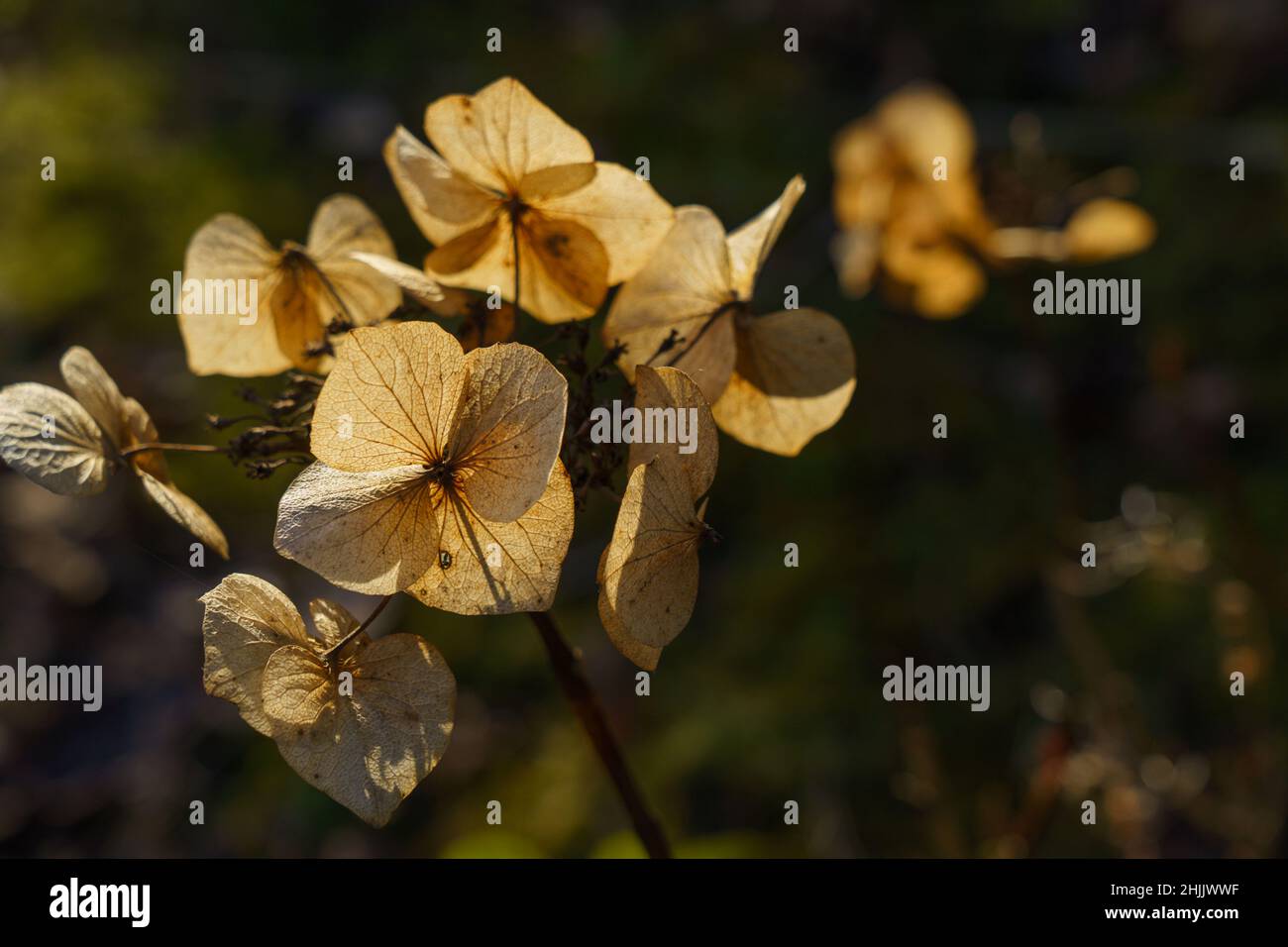 Petal Of A Withered Flower High Resolution Stock Photography and Images ...