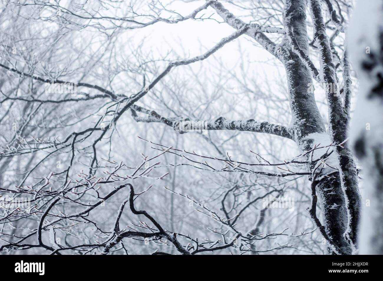 Close up winter forest hi-res stock photography and images - Alamy