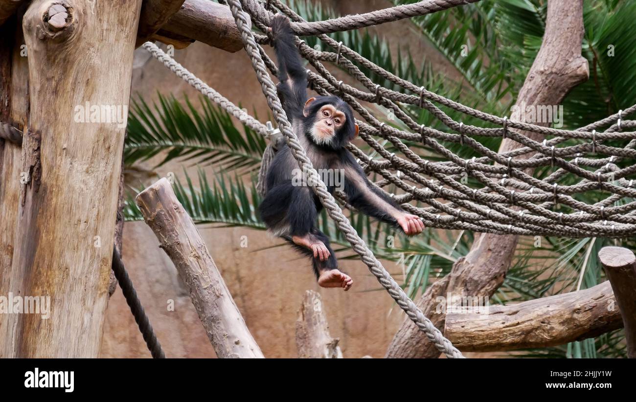 Chimpanzee face hi-res stock photography and images - Alamy