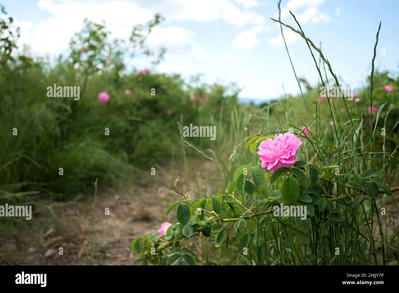 Bulgarian rose valley near hi-res stock photography and images - Alamy