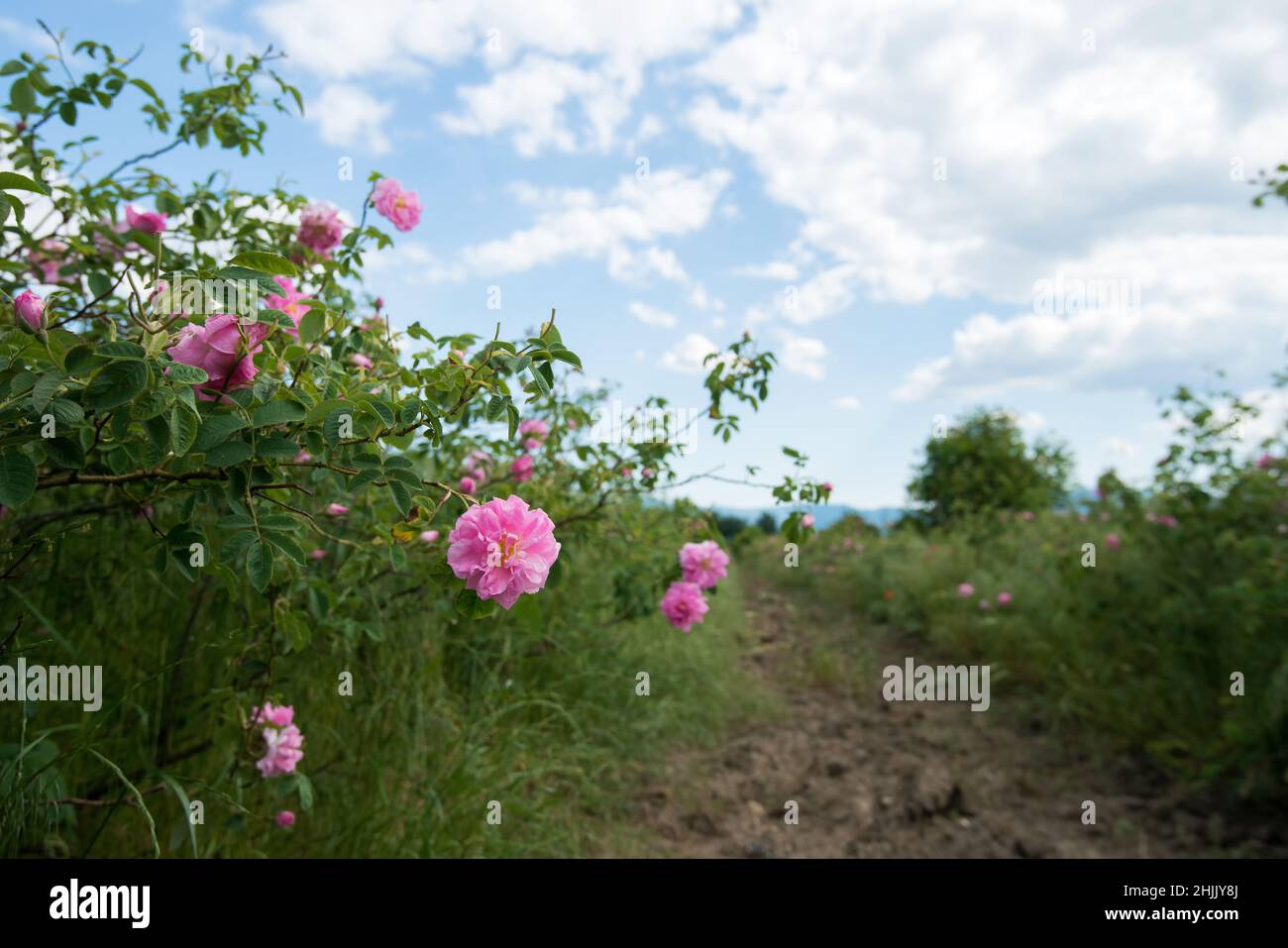 Bulgarian rose valley near Kazanlak. Rose Damascena fields early in ...