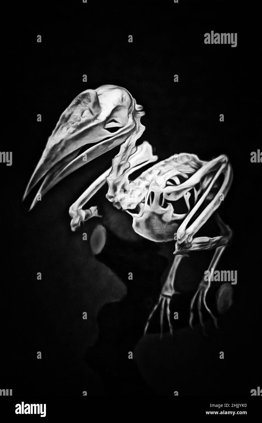 Skeleton bird graphics hi-res stock photography and images - Alamy