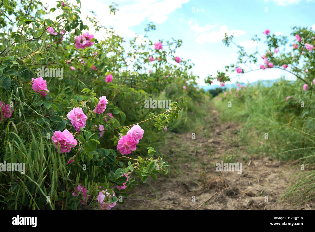 Bulgarian rose valley near Kazanlak. Rose Damascena fields early in ...