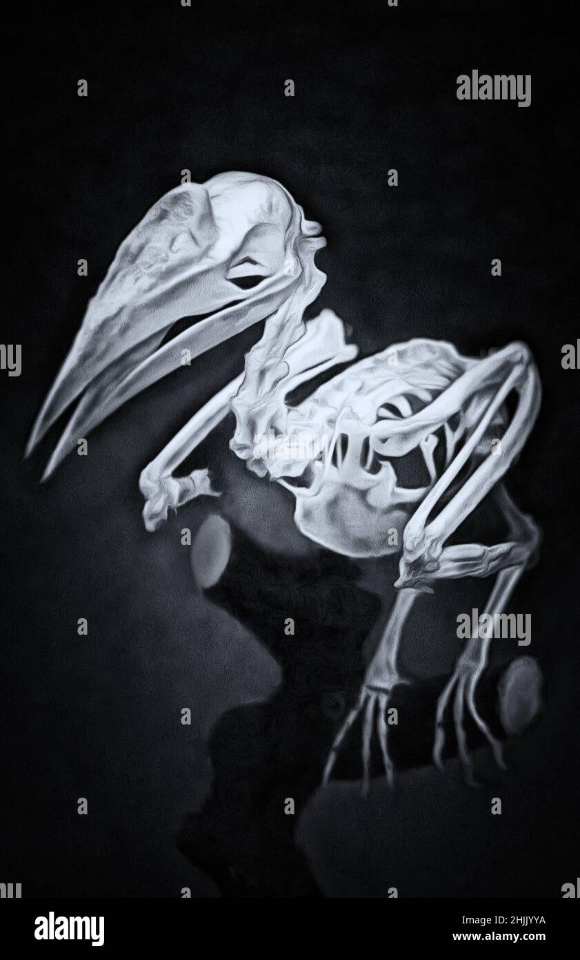 Bird skeleton images hi-res stock photography and images - Alamy