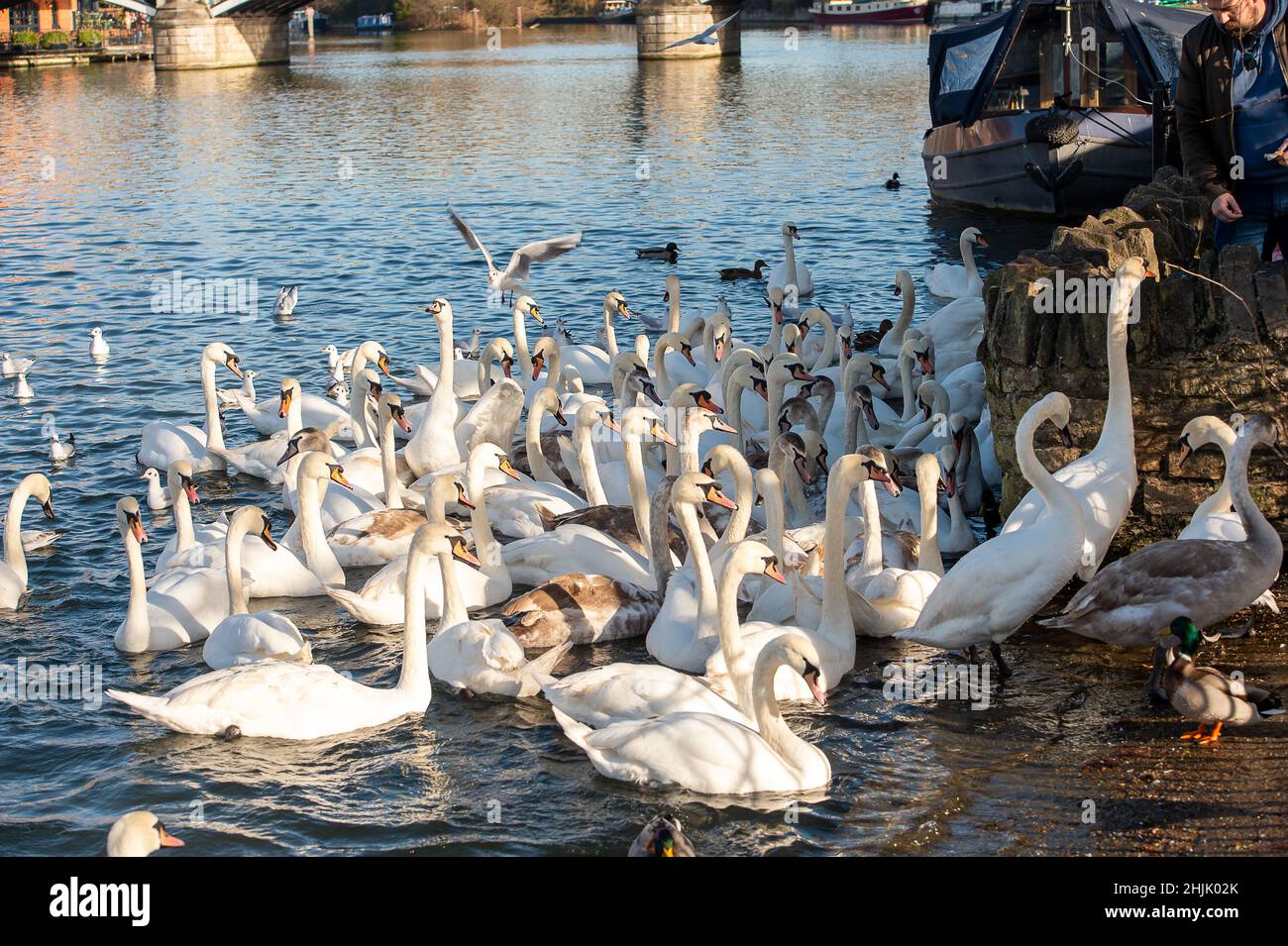 Stop feeding swans hi-res stock photography and images - Alamy