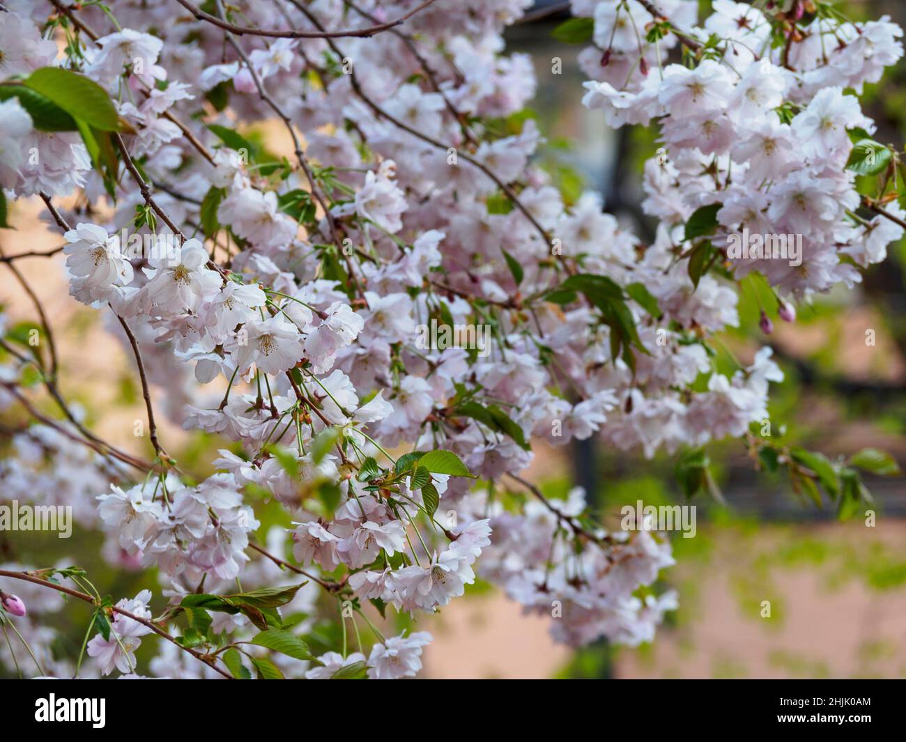 Cherry blossom tree in bloom. Sakura flowers on azure sky background ...