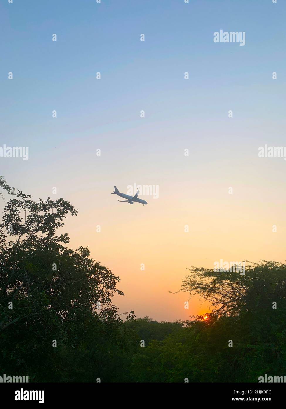 Bird flying over tree india hi-res stock photography and images - Alamy