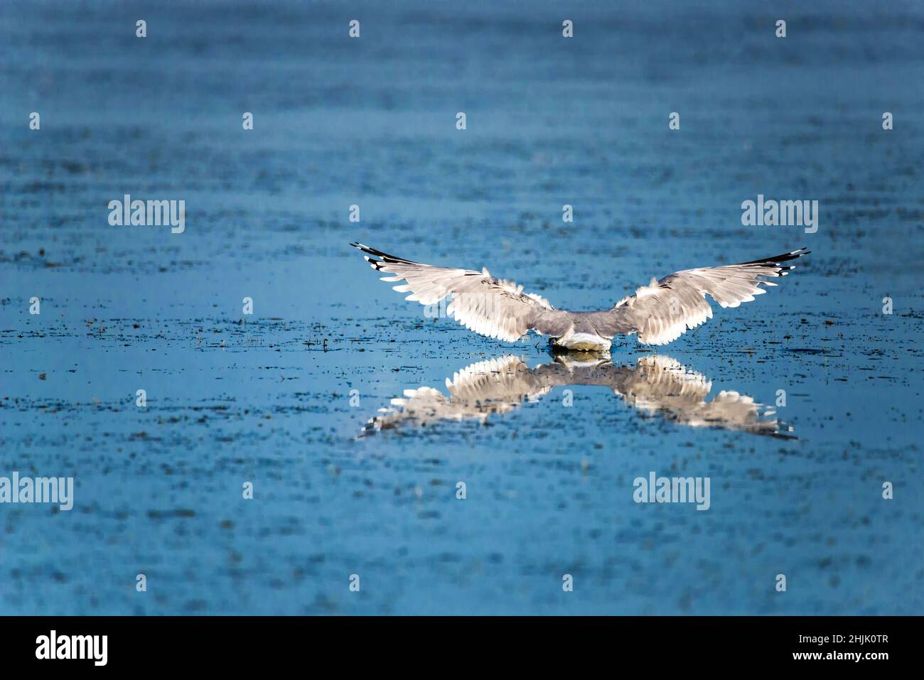 A floating seagull with outstretched wings and a beautiful reflection ...