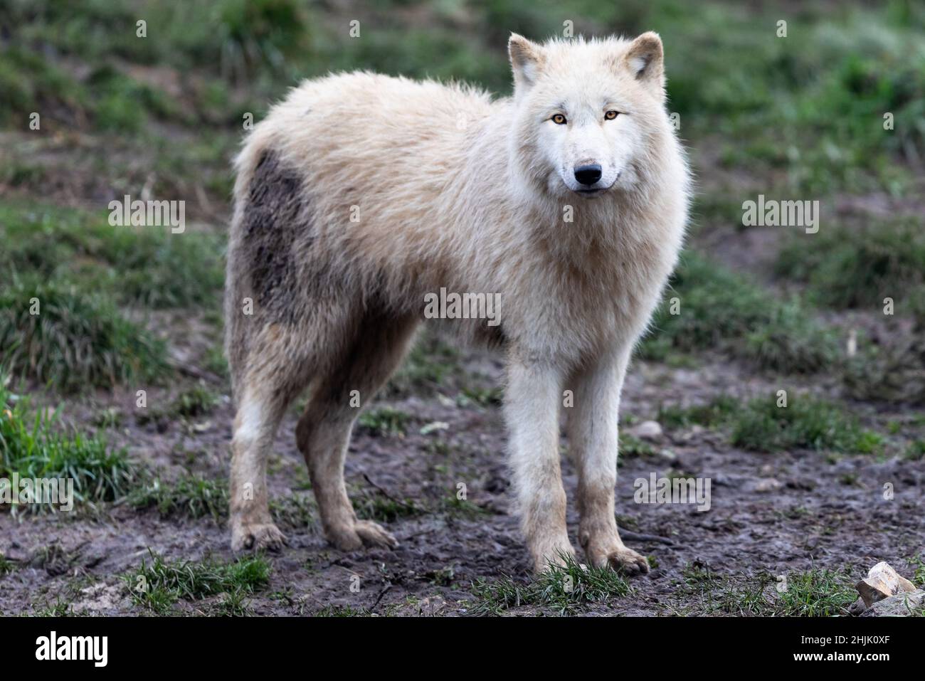 White wolf in the forest Stock Photo - Alamy