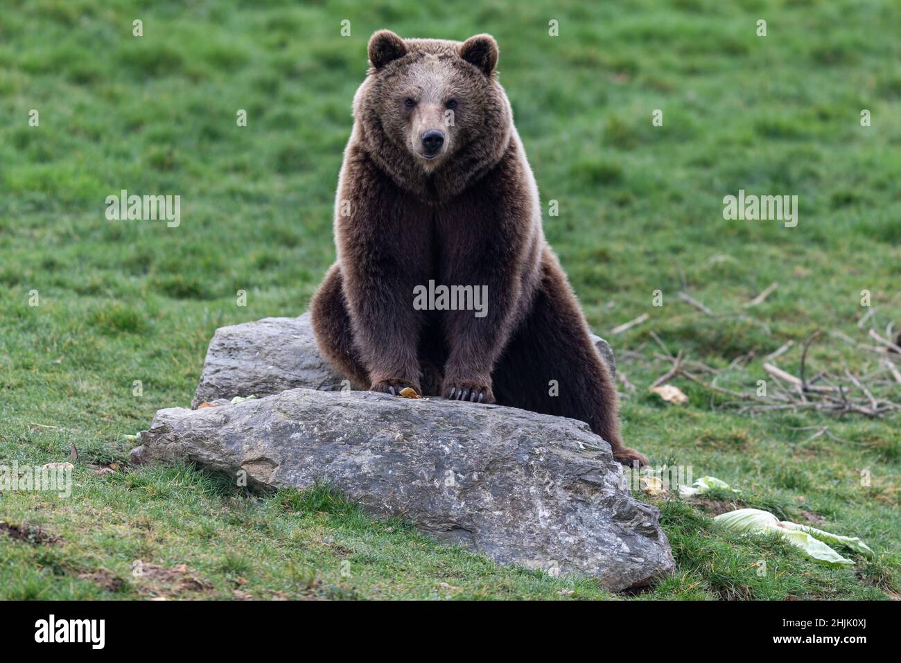 Bear cub standing on rock hi-res stock photography and images - Alamy