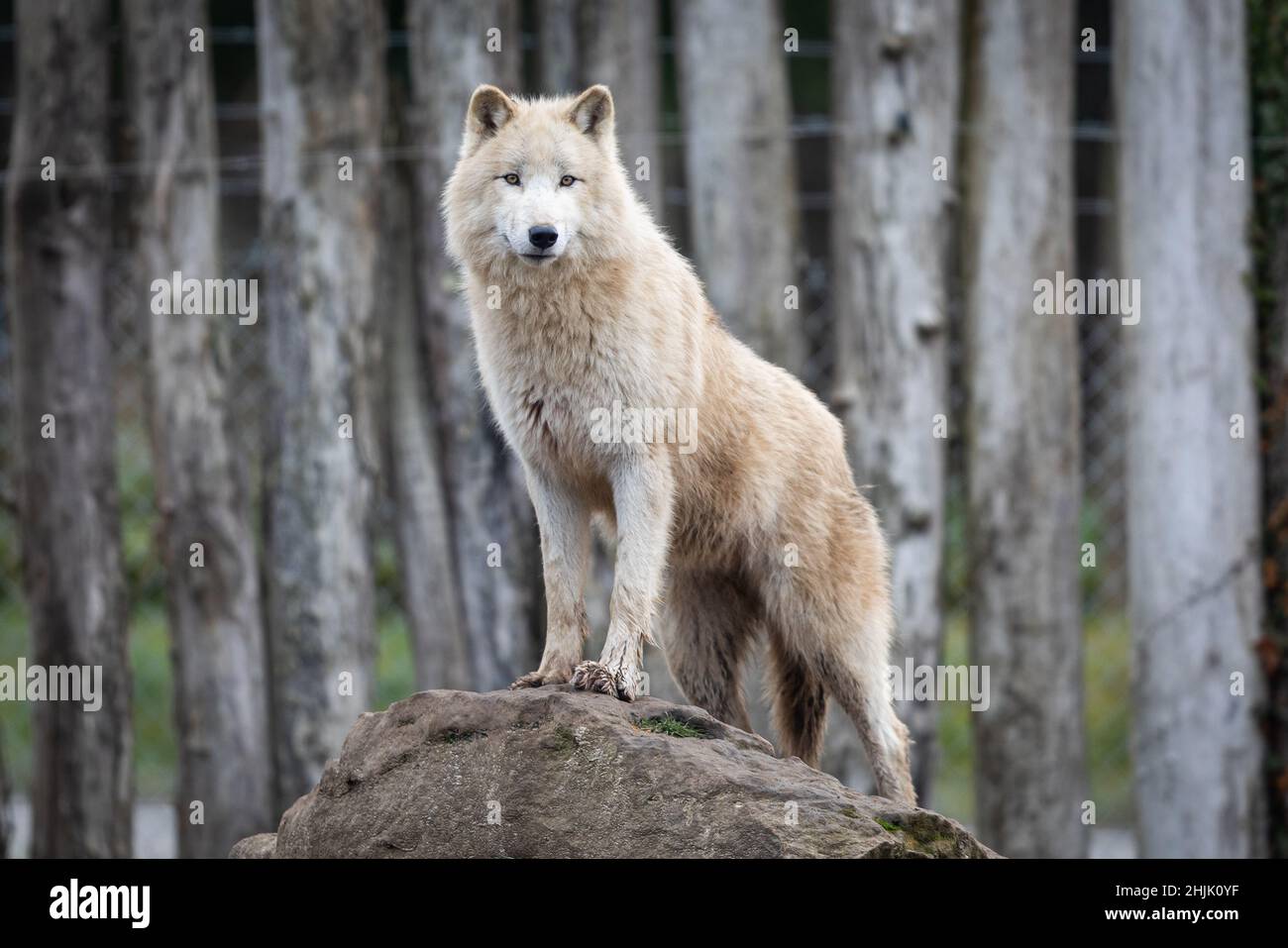 White wolf in the forest Stock Photo - Alamy