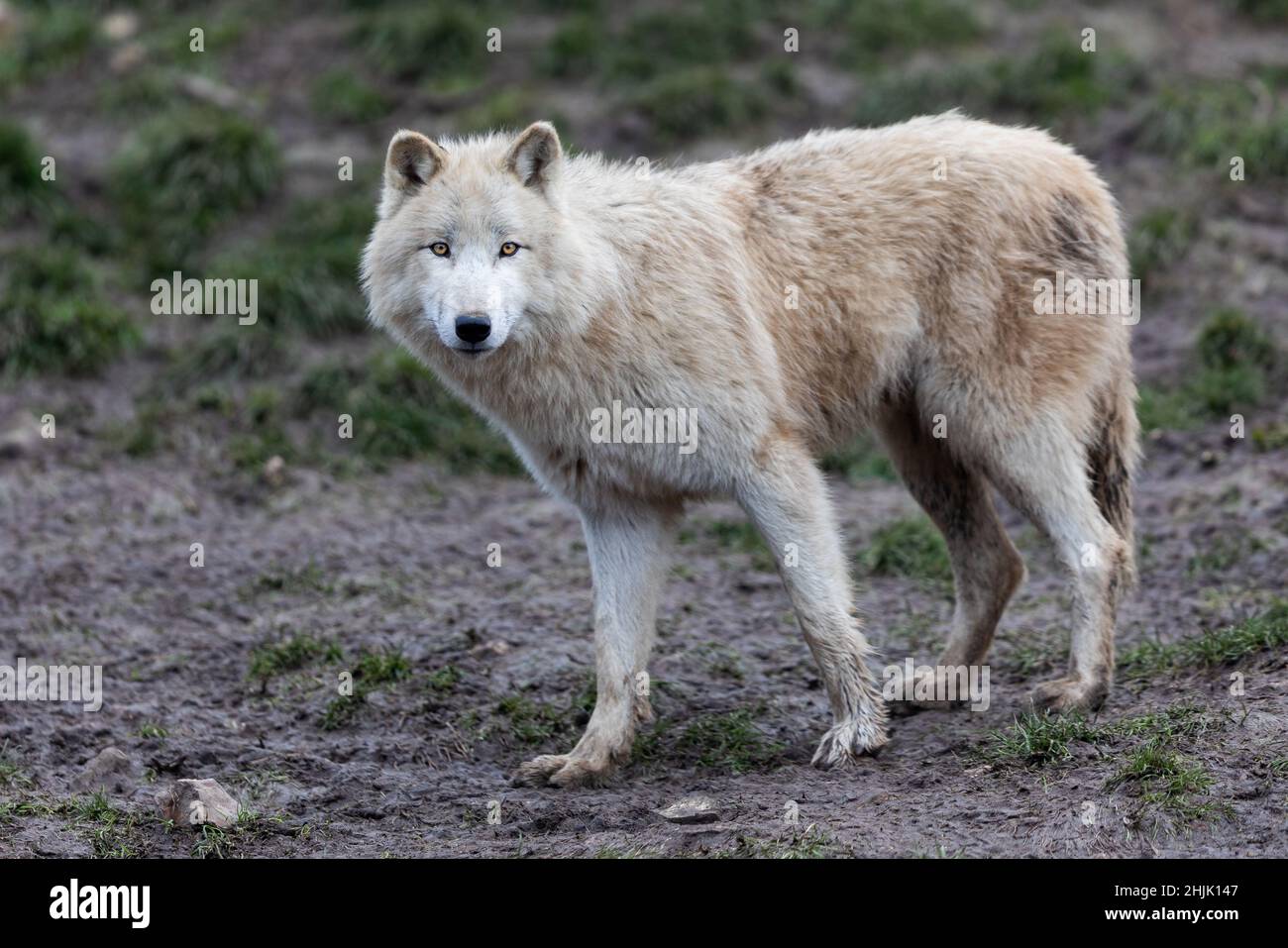 Wolf pack alpha female hi-res stock photography and images - Alamy