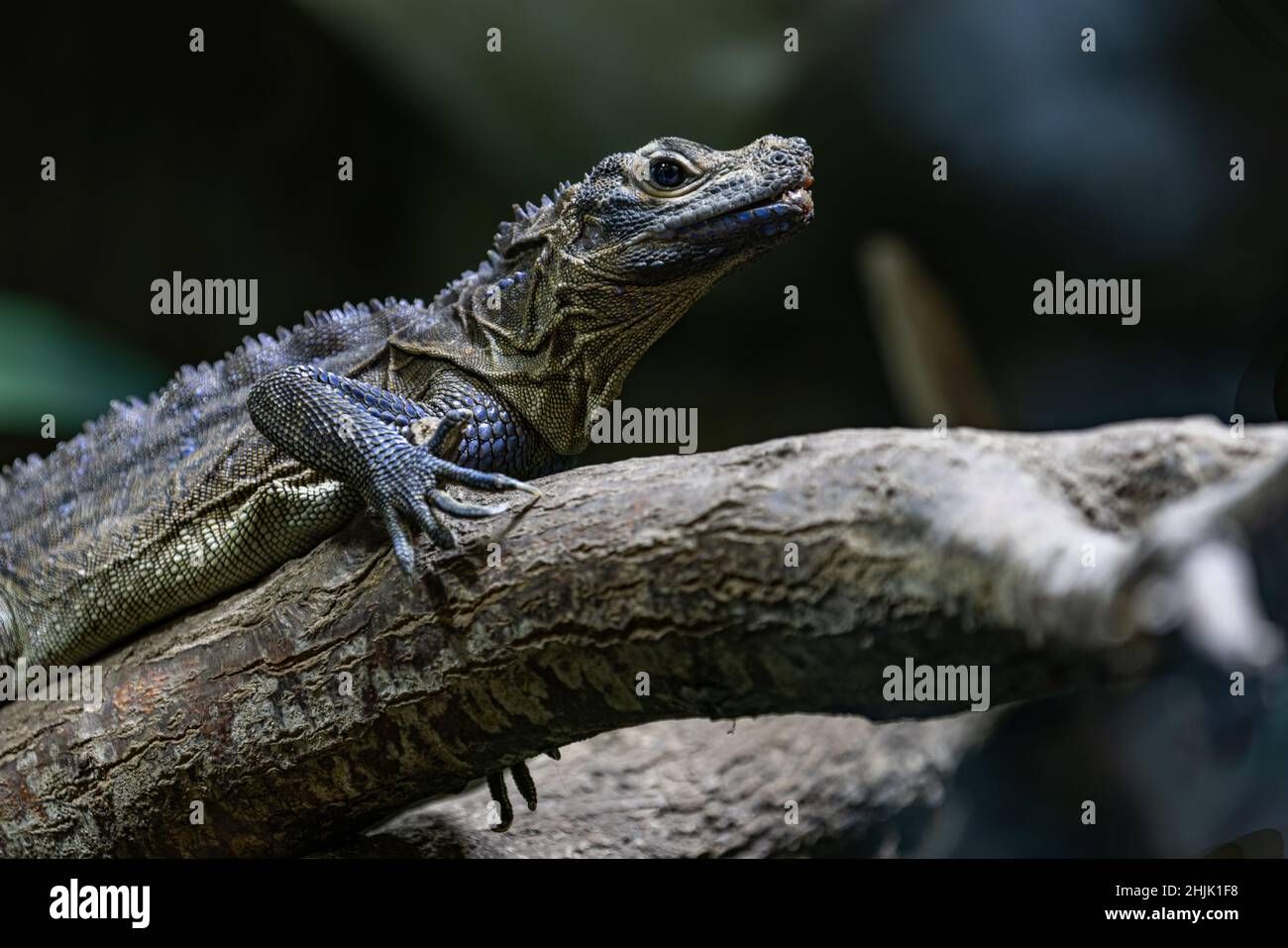 Cartoon cute lizard hi-res stock photography and images - Alamy