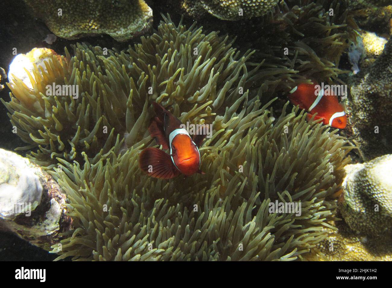 Two Clownfish swimming in a coral reef, Indonesia Stock Photo - Alamy