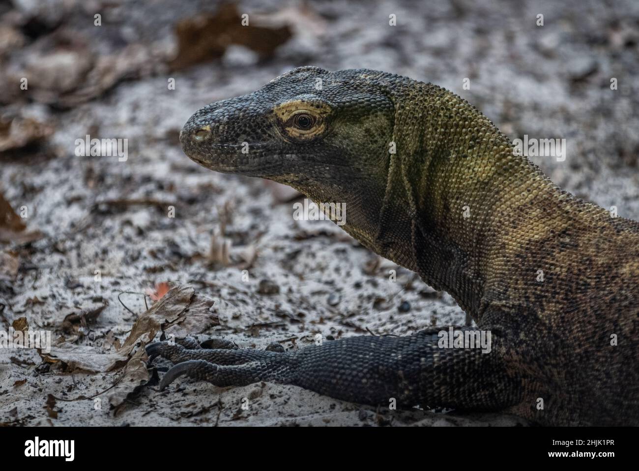 Portrait of a komodo dragon in the beach Stock Photo - Alamy