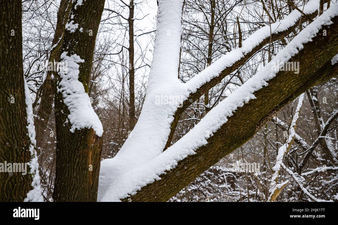 A picture of snowy tree branches in the woods, during the winter Stock Photo - Alamy