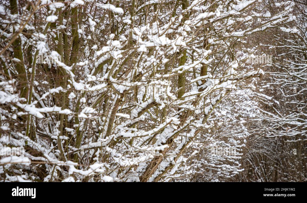 A picture of many snowy tree branches in the woods, during the winter Stock Photo - Alamy