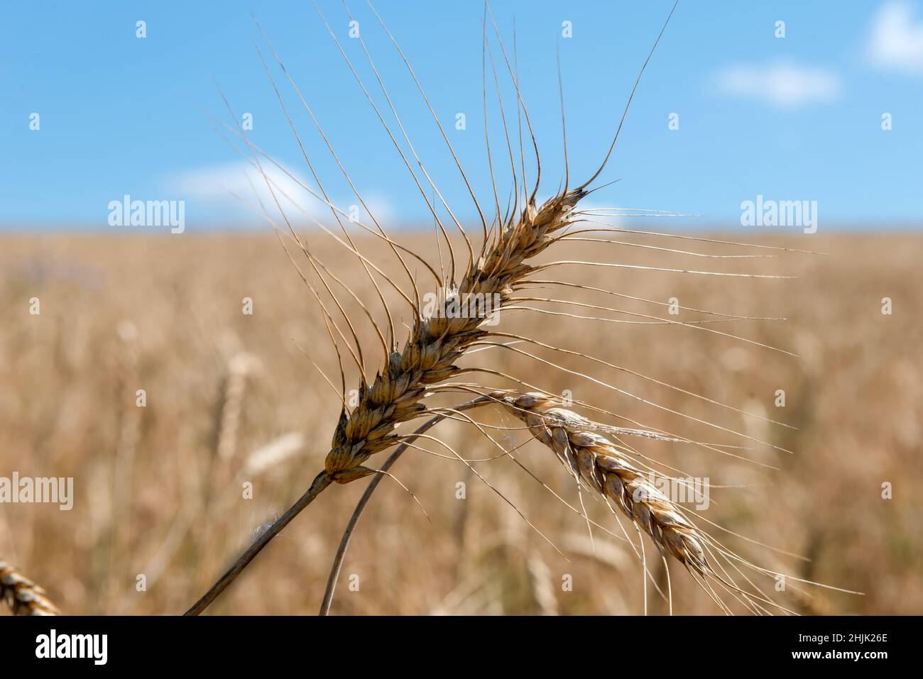 Wheat field. Ears of golden wheat close up. Beautiful Rural Scenery ...