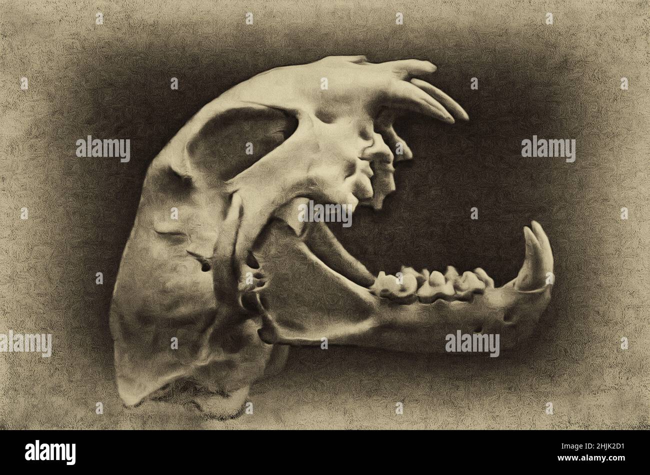 Lynx illustrations hi-res stock photography and images - Alamy