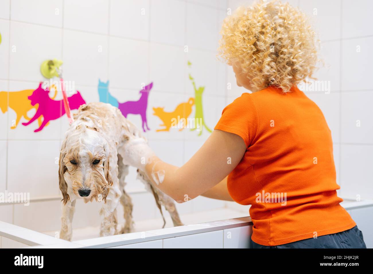 Female groomer gently washing foot of Labradoodle dog with shampoo in ...