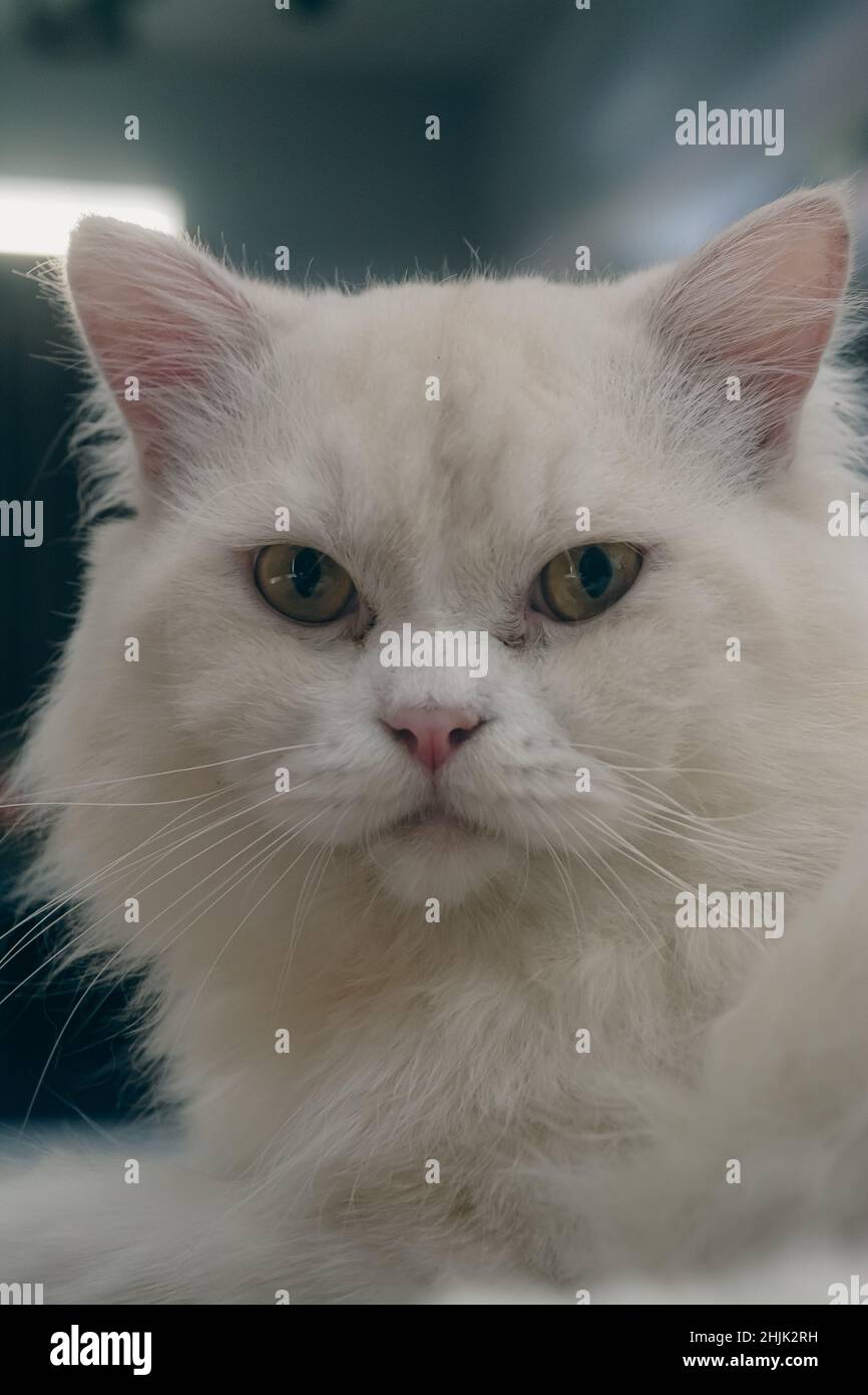 Very coldly hi-res stock photography and images - Alamy