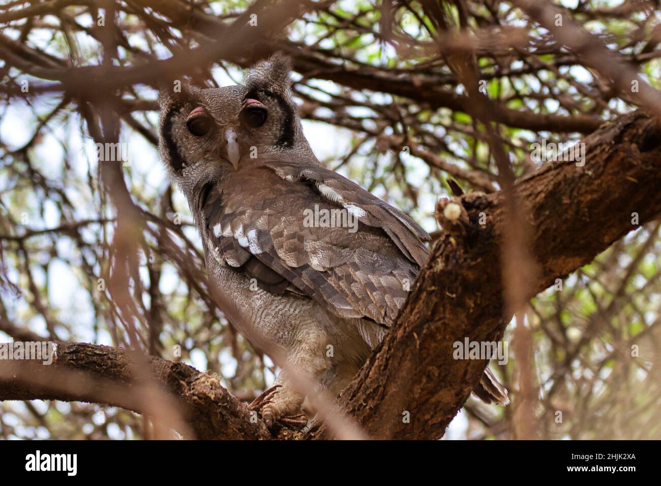 The Verreaux's eagle-owl, Bubo lacteus, sits between the branches of a ...