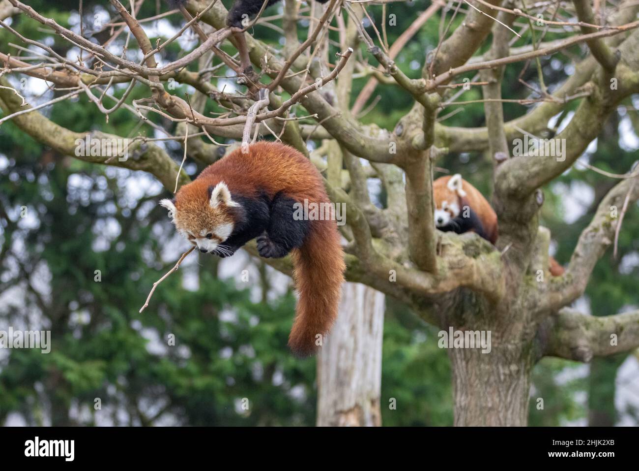 Red panda playing in the tree Stock Photo - Alamy