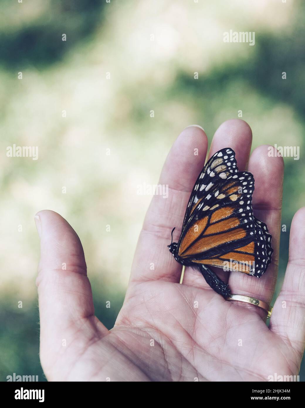 Close-up of a dead Monarch butterfly in a palm of a hand, New Zealand ...