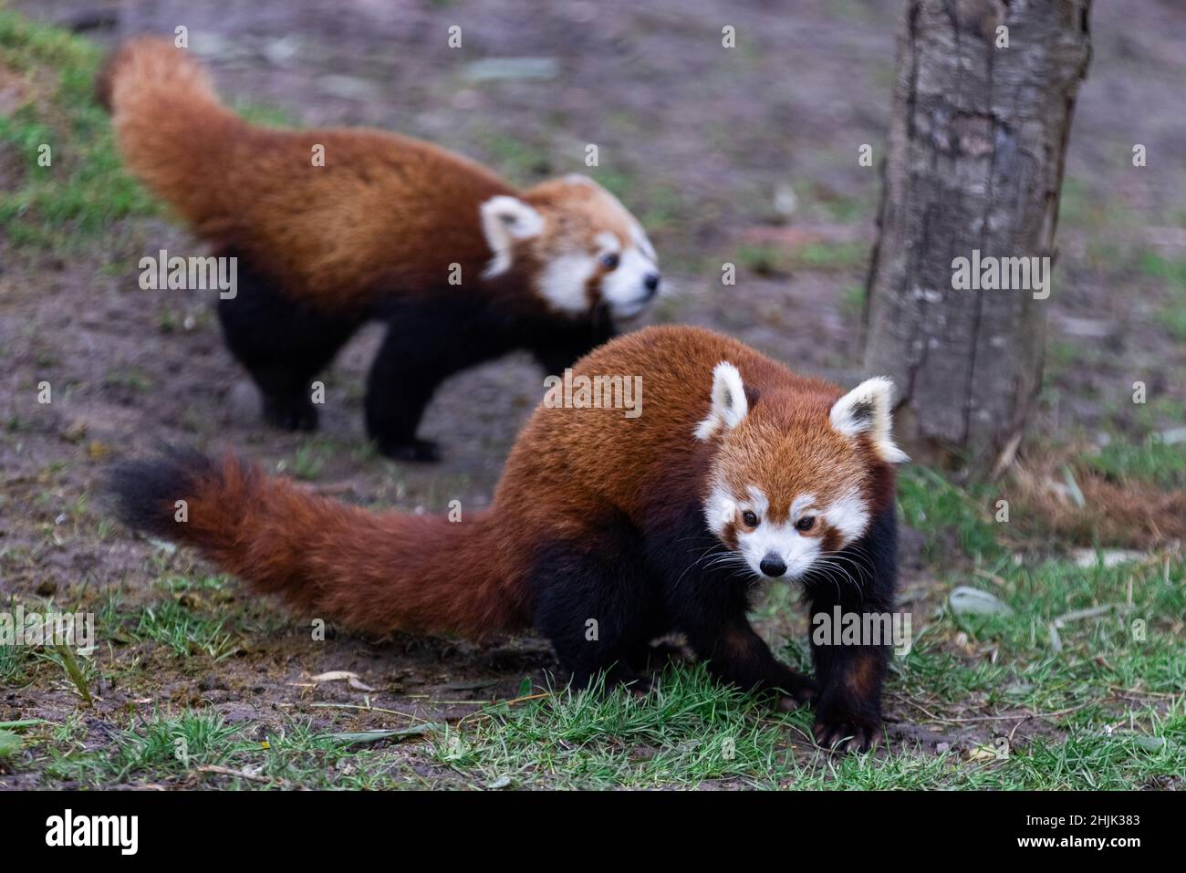 Red panda walking in the forest Stock Photo - Alamy