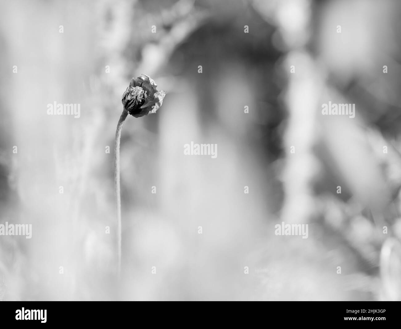 Rotten sunflower hi-res stock photography and images - Alamy