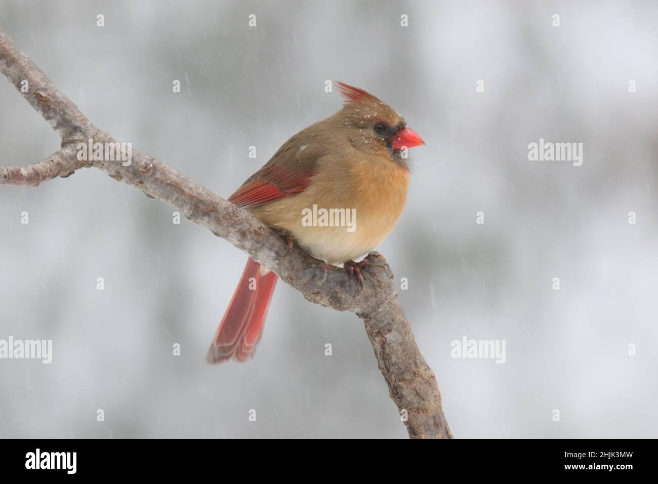 Birds in storm hi-res stock photography and images - Alamy